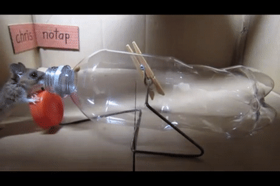 Mouse Trap GIF - Find & Share on GIPHY