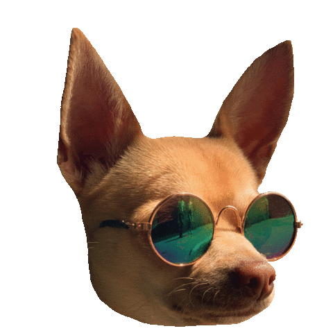 Dog Sunglasses Sticker for iOS & Android | GIPHY