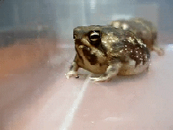 Rain Frog GIF - Find & Share on GIPHY