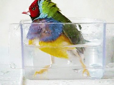 Bird Swimming GIF - Find & Share on GIPHY