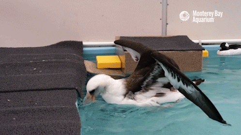 Laysan Albatross Bird GIF by Monterey Bay Aquarium - Find & Share on GIPHY