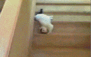 Cat Falling GIF - Find & Share on GIPHY