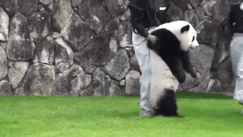 Clumsy GIF - Find & Share on GIPHY