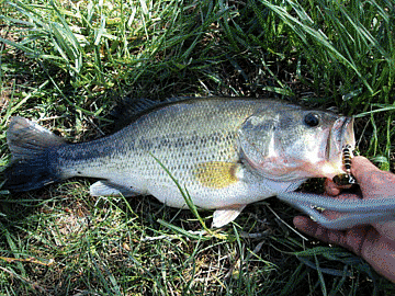 Bass GIF - Find & Share on GIPHY