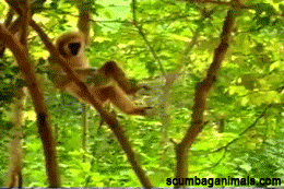 Monkey GIF - Find & Share on GIPHY