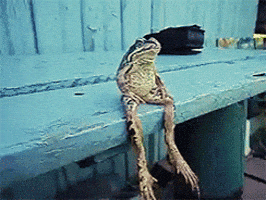 Frog GIF - Find & Share on GIPHY