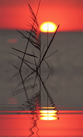 Sunset GIF - Find & Share on GIPHY