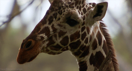 Bbc Africa Giraffe GIF by Head Like an Orange - Find & Share on GIPHY
