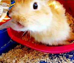 Hungry Rabbit GIF - Find & Share on GIPHY