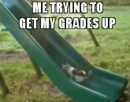 My Grades GIFs - Find & Share on GIPHY