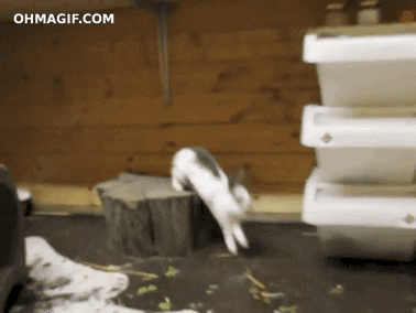Bunny Hop GIF - Find & Share on GIPHY