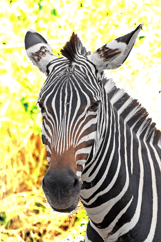 Zebra,gif - Imagui