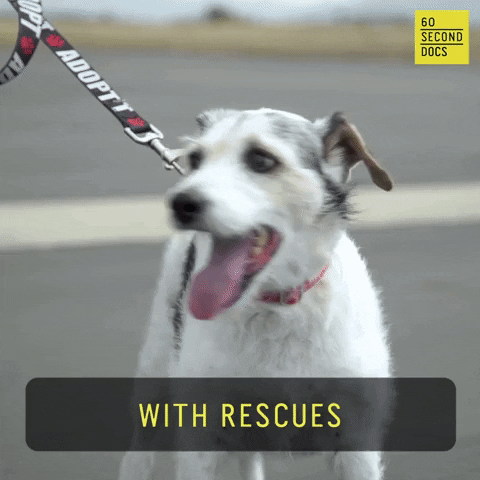 Animal Rescue Dog GIF by 60 Second Docs - Find & Share on GIPHY