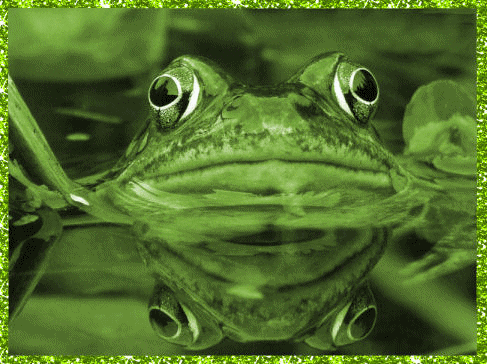Frog GIFs - Find & Share on GIPHY