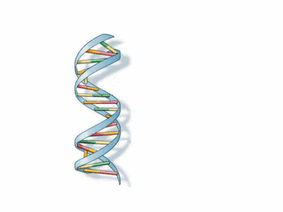 Dna Structure GIFs - Find & Share on GIPHY