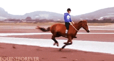 Gallop Through Water GIFs - Find & Share on GIPHY