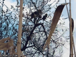 Tree Climbing GIFs - Find & Share on GIPHY