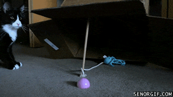 Cat Cardboard GIF by Cheezburger - Find & Share on GIPHY