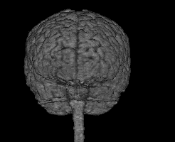 Brain GIF - Find & Share on GIPHY