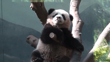 Panda Bear GIF - Find & Share on GIPHY