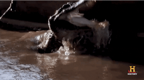 History Reaction Gif GIF by Swamp People - Find & Share on GIPHY