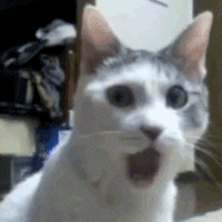 Disbelief GIF - Find & Share on GIPHY