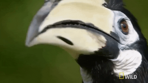 National Geographic Bird GIF by Nat Geo Wild - Find & Share on GIPHY