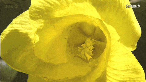 Flower Bros GIF - Find & Share on GIPHY