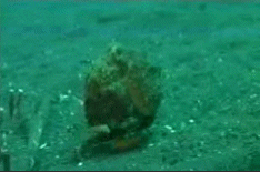 Camouflage Octopus Gif