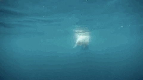 Swimming GIF - Find & Share on GIPHY