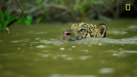 Nat Geo Jungle GIF by National Geographic Channel - Find & Share on GIPHY