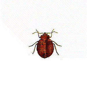 Bugs GIFs - Find & Share on GIPHY