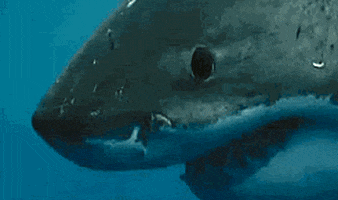 Shark GIFs - Get the best GIF on GIPHY
