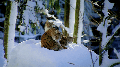 Snow Lynx GIF - Find & Share on GIPHY