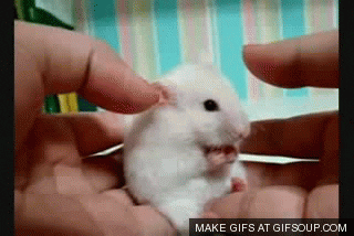 Rat GIF - Find & Share on GIPHY