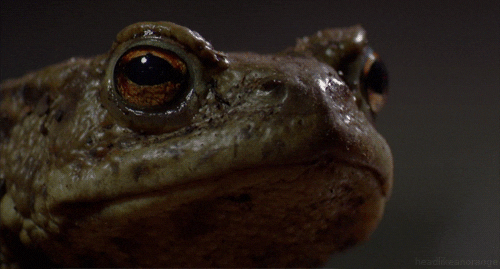 Common Toad GIFs - Find & Share on GIPHY