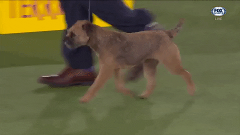 GIF by Westminster Kennel Club - Find & Share on GIPHY
