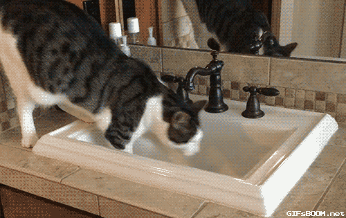Cat Bath Find And Share On Giphy