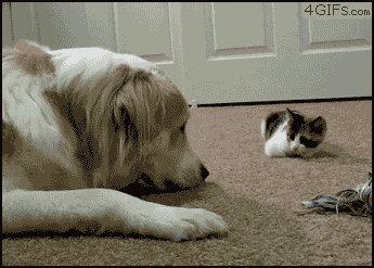 Spaz GIF - Find & Share on GIPHY