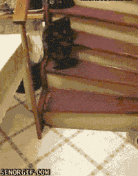 Cat Stairs GIF by Cheezburger - Find & Share on GIPHY