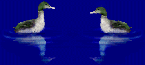Duck GIF - Find & Share on GIPHY