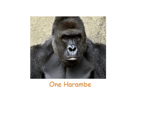 Rip Harambe