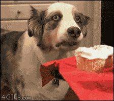 Dog Loop GIF - Find & Share on GIPHY