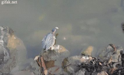Bird GIF - Find & Share on GIPHY