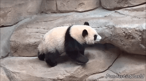 #138 Huan Li Li & Yuan Du Du the rival Sisters ! – Pandastic World