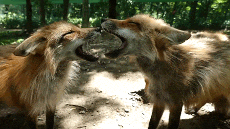 Japan Foxes GIF by Digg - Find & Share on GIPHY
