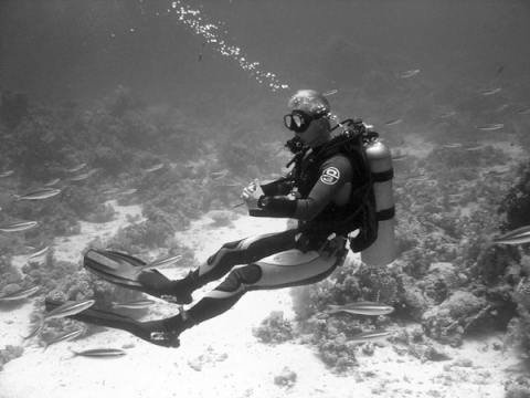 Diving GIF - Find & Share on GIPHY