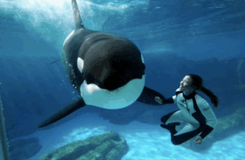 Animated Killer Whale