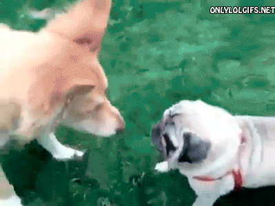Dog Falling GIF - Find & Share on GIPHY