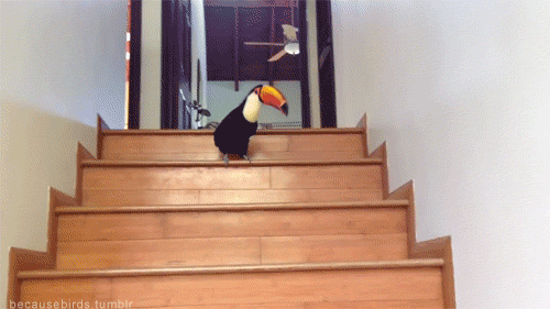 Toco Toucan GIFs - Find & Share on GIPHY